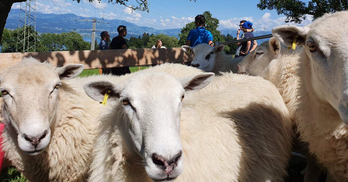 Leader Sheep | consis